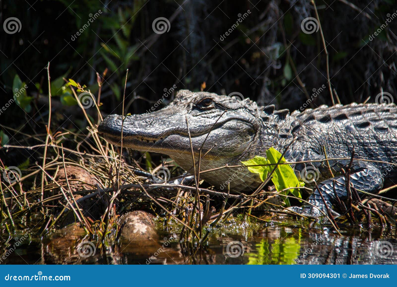 Alligator in the Sun stock image. Image of nature, outdoors - 309094301