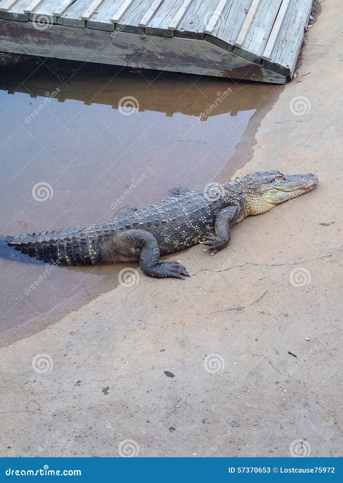 Alligator stock image. Image of morning, beautiful, alligator - 57370653
