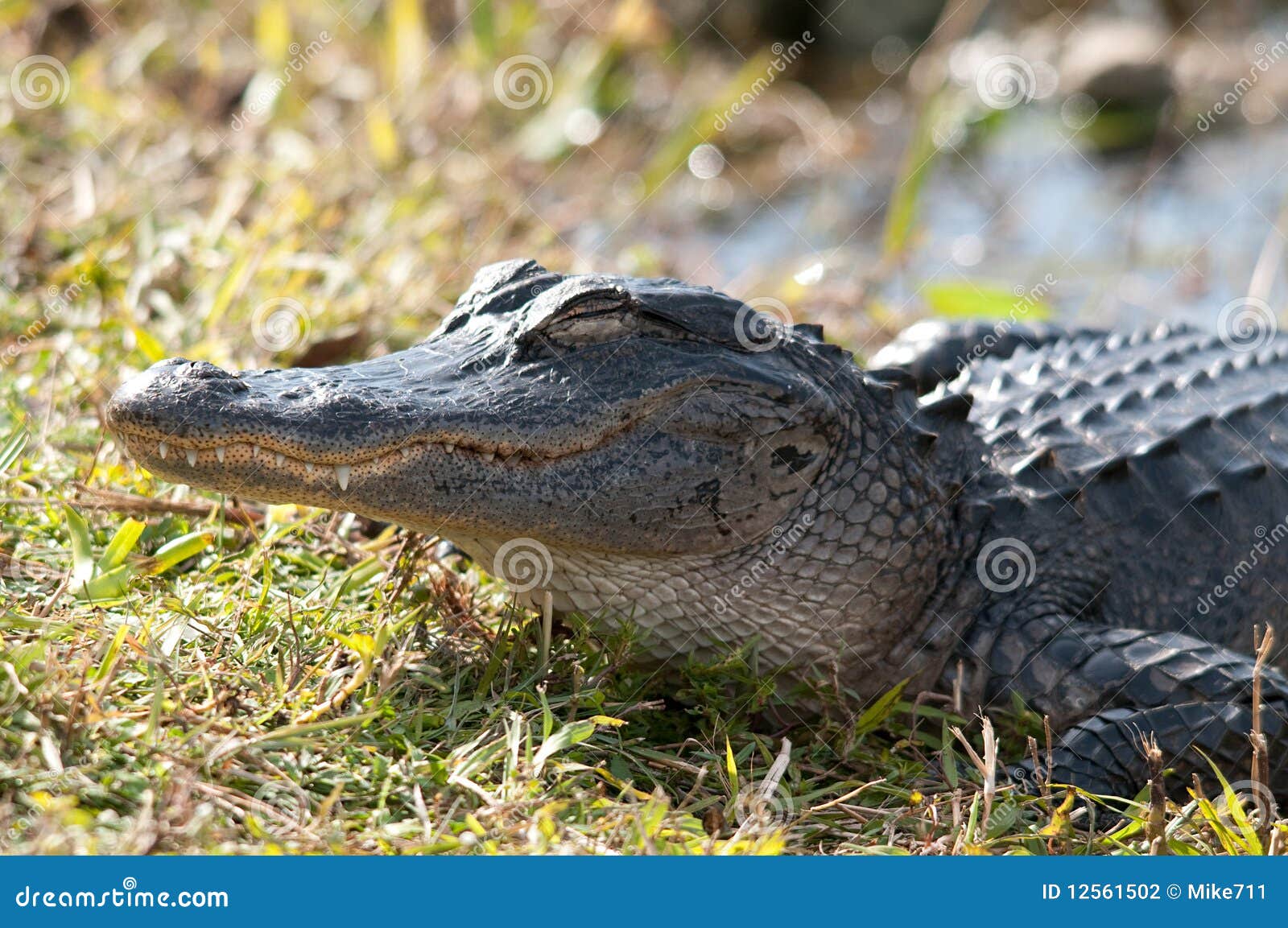 Alligator Sunning stock photo. Image of dangerous, marsh - 12561502