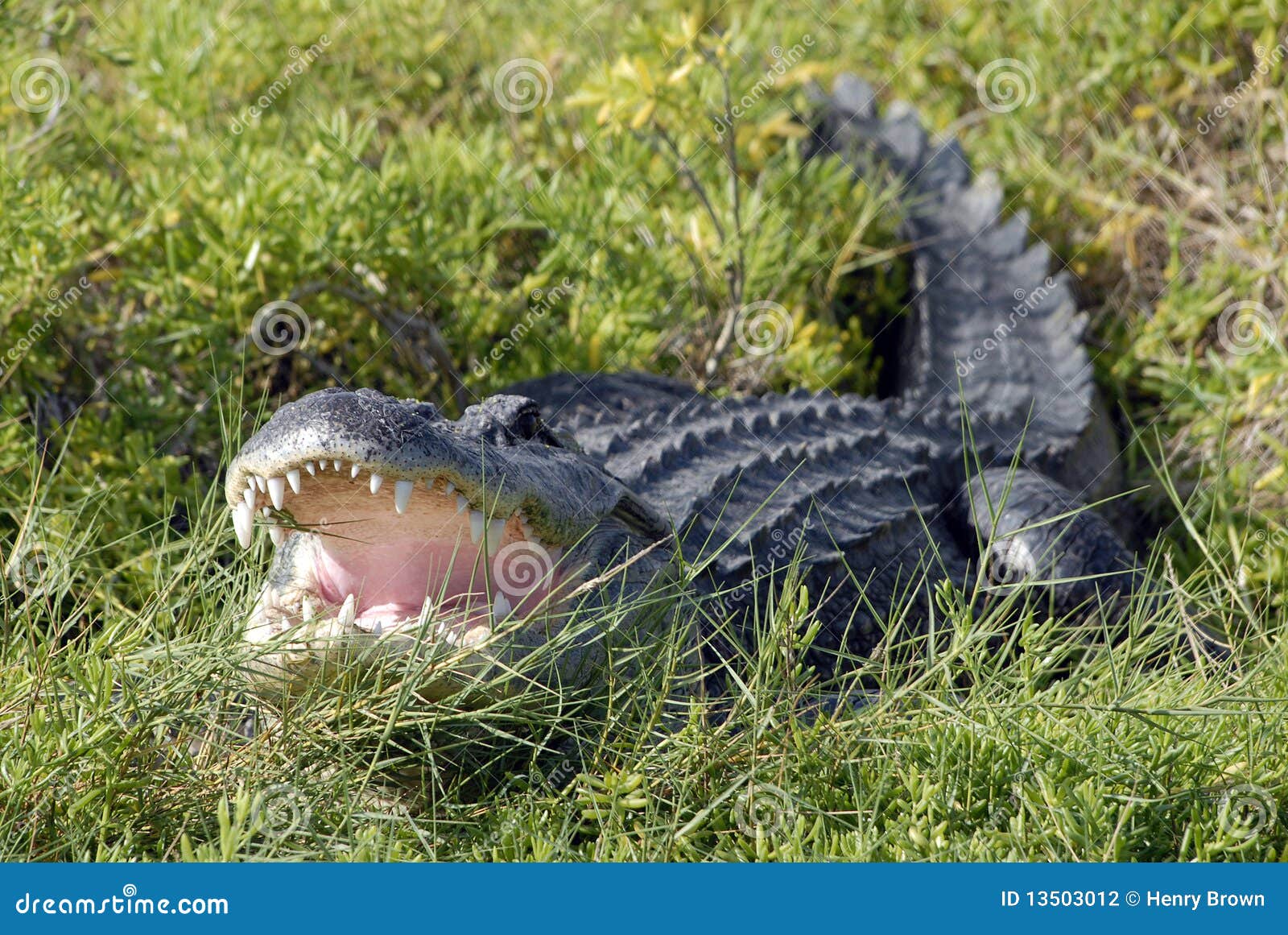 Alligator Sunning stock photo. Image of sunning, reptile - 13503012