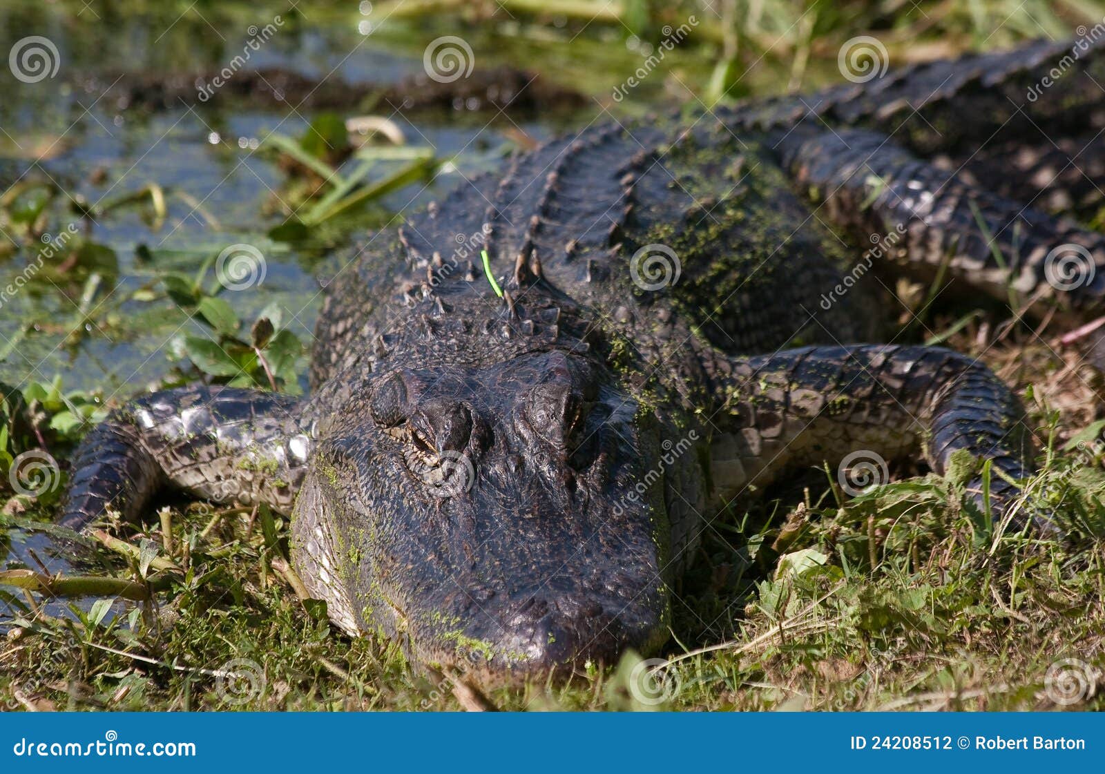 Alligator sunning itself stock photo. Image of reptile - 24208512