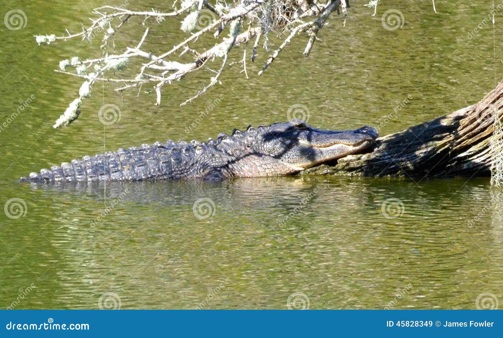 Alligator Sunning on the Root of an Old Withered Tree-2 Stock Image ...