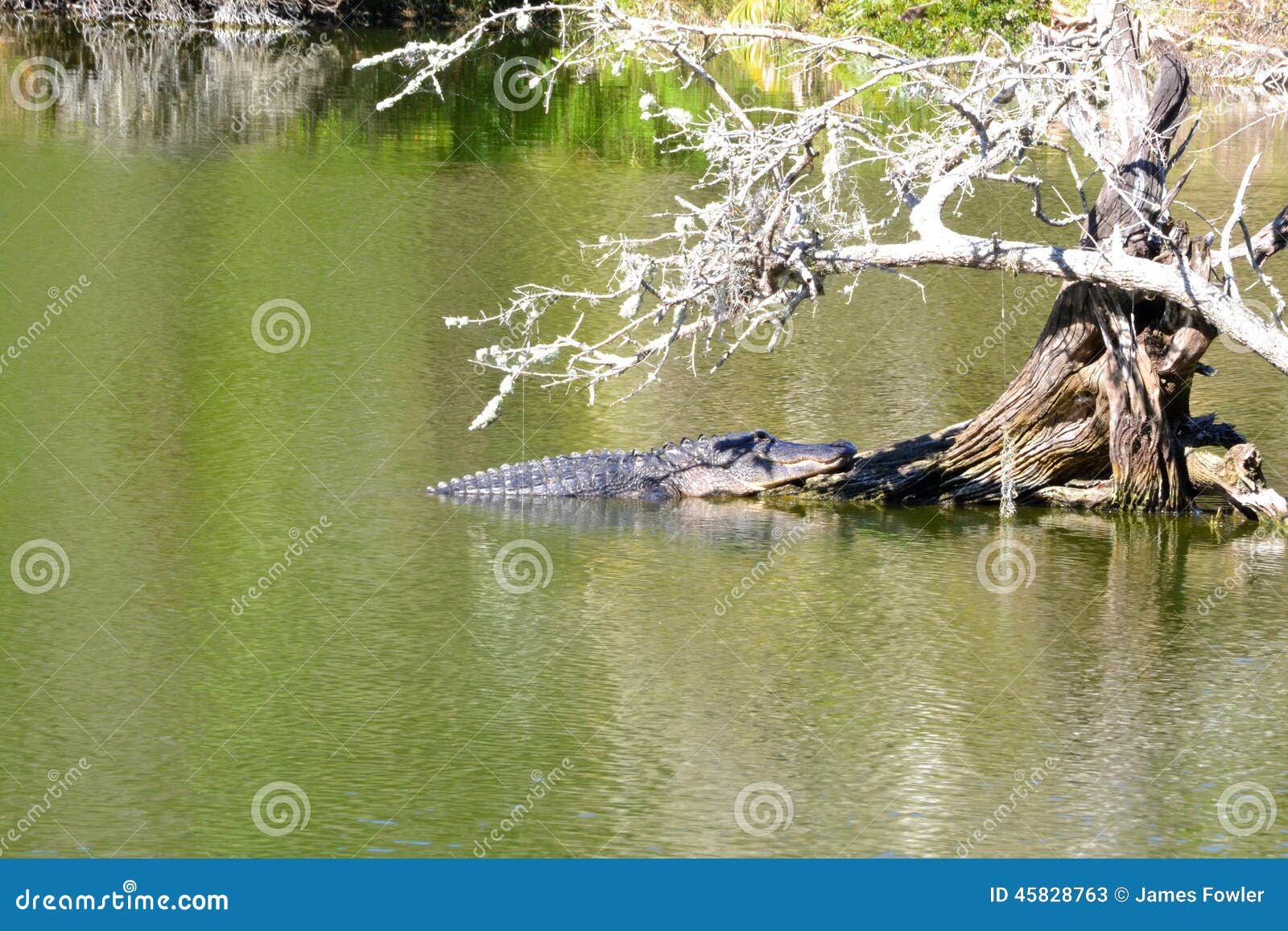 Alligator Sunning on the Root of an Old Withered Tree-1 Stock Image ...