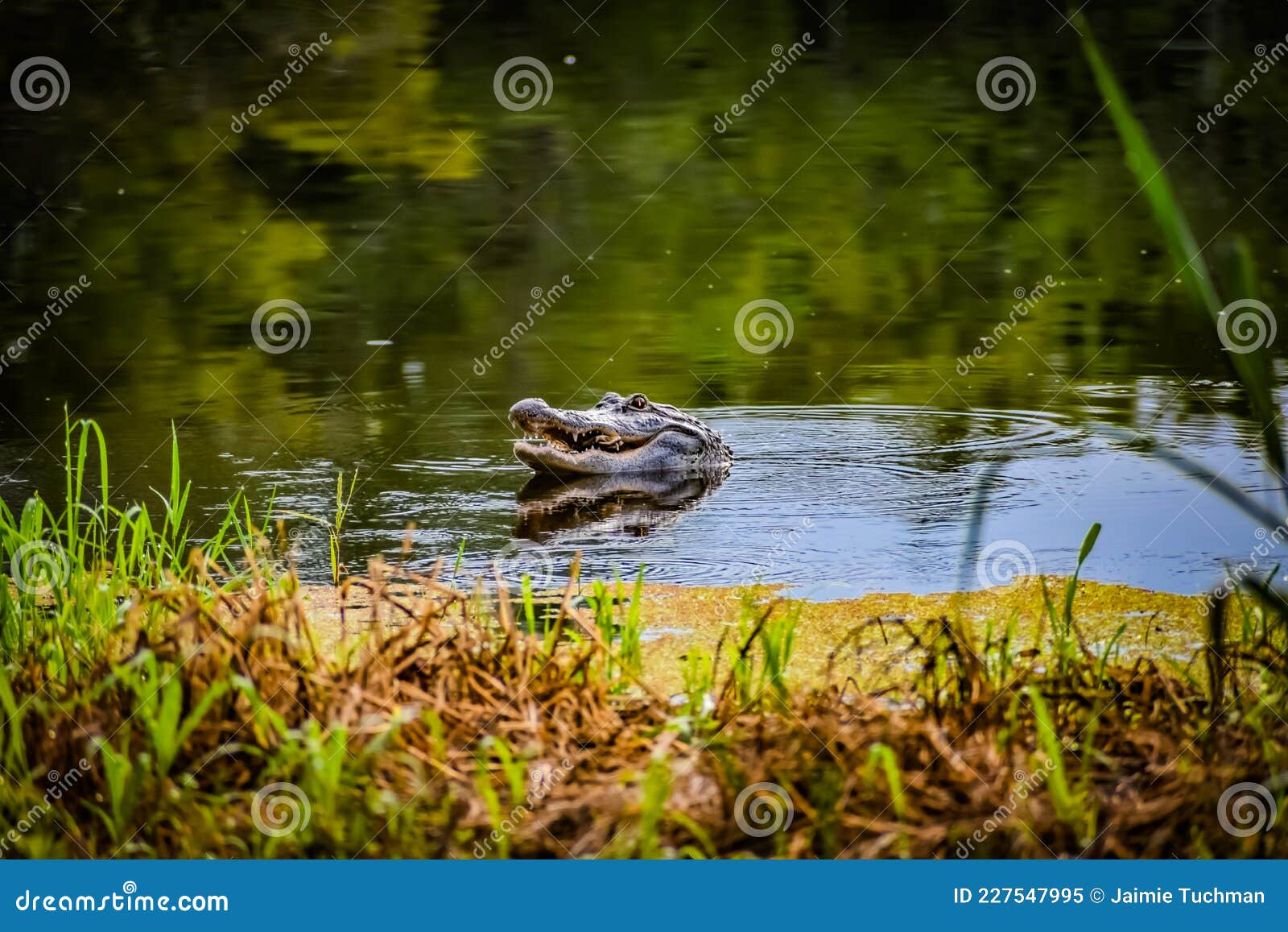 Alligator in Swamp Eating Prey Stock Image - Image of everglades ...