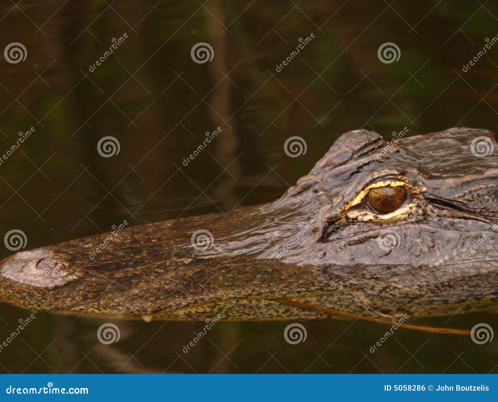 Alligator swimming stock photo. Image of canal, water - 5058286