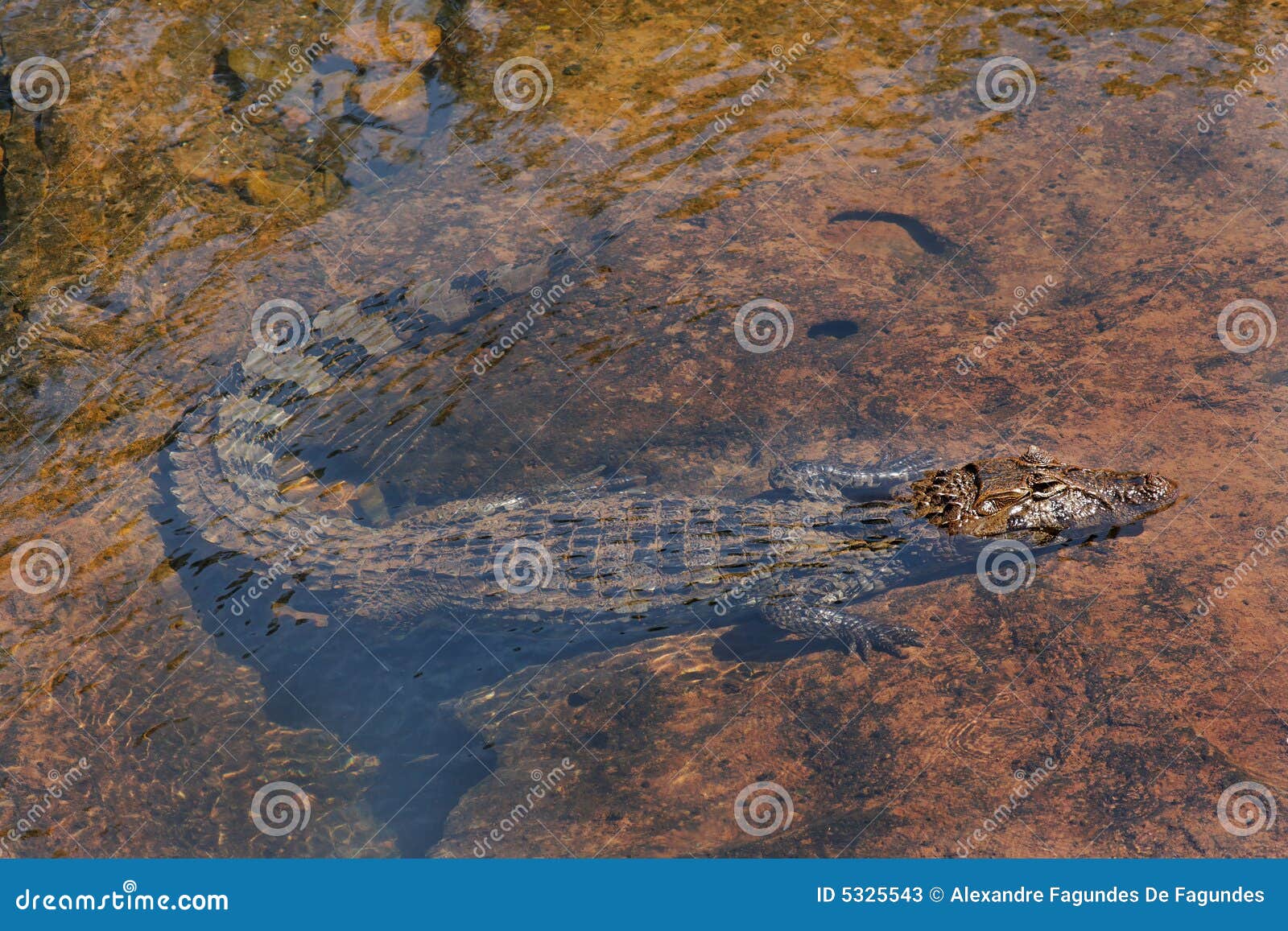Alligator Swimming stock image. Image of danger, wild - 5325543