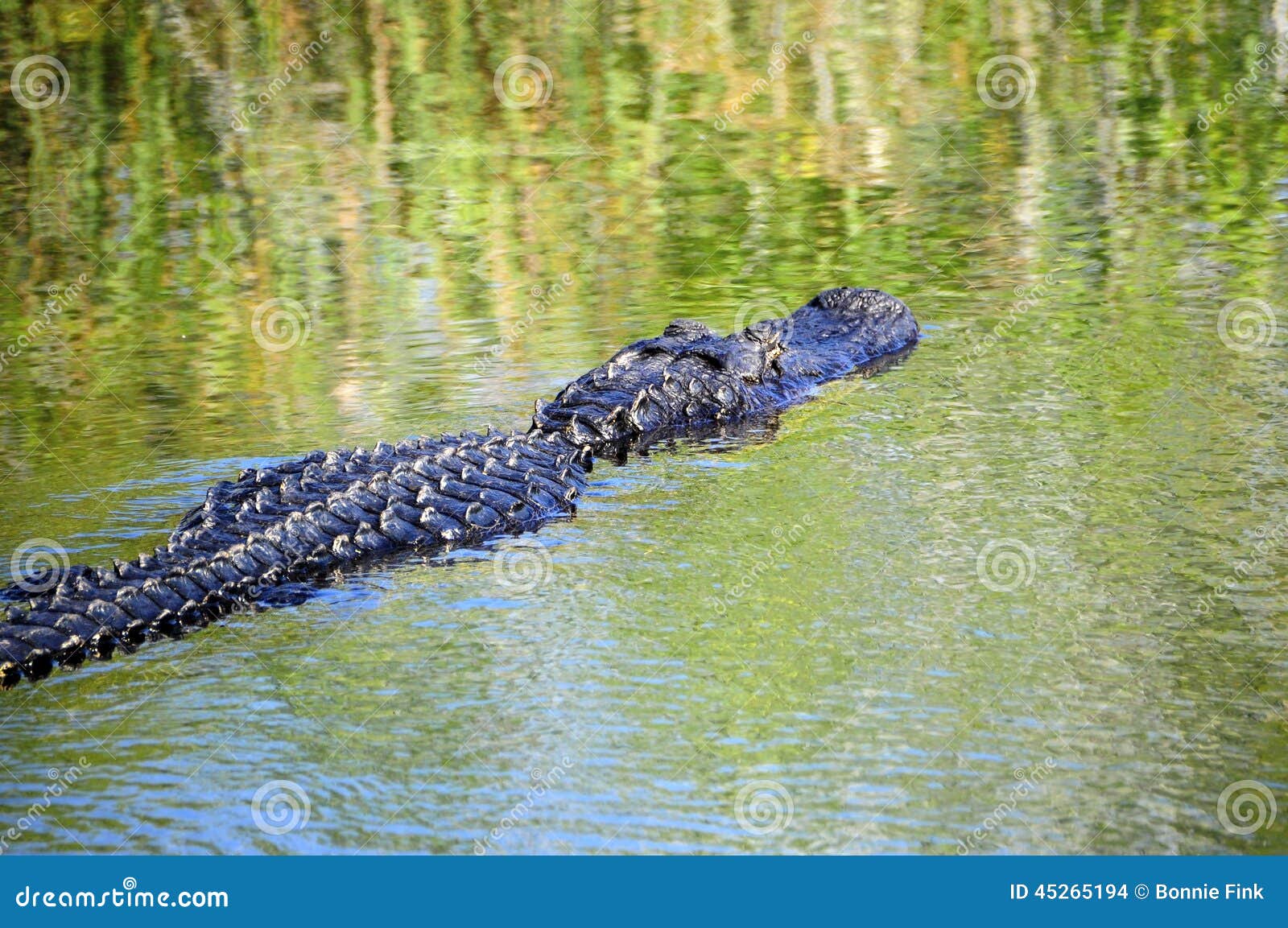 Alligator Swimming stock photo. Image of wetlands, reptile - 45265194