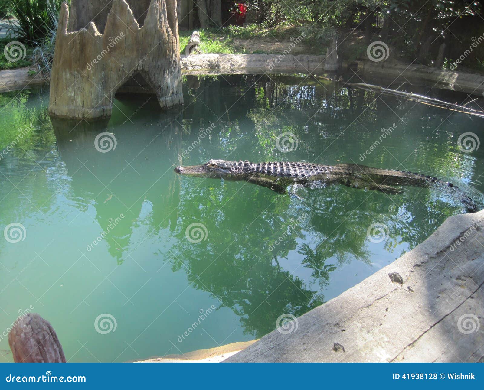 Alligator stock photo. Image of pond, wetlands, allagarta - 41938128