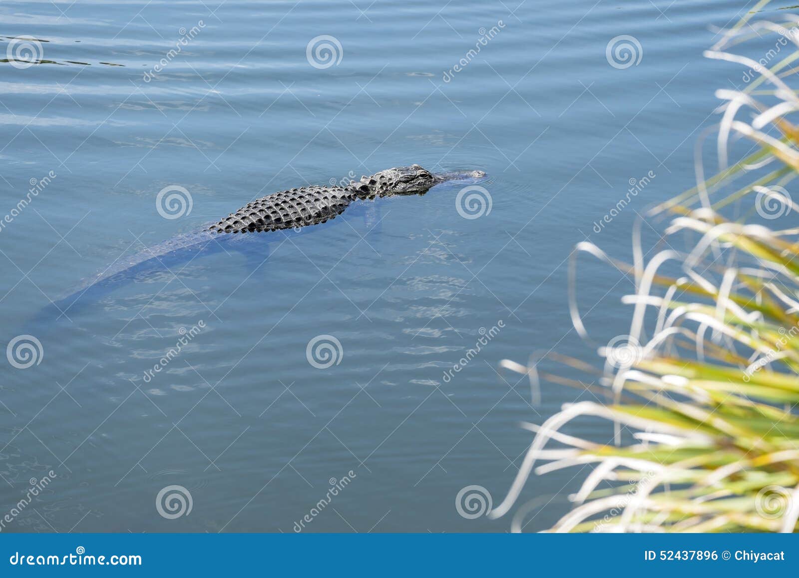 Alligator Swimming At The Surface Of The River Stock Image ...