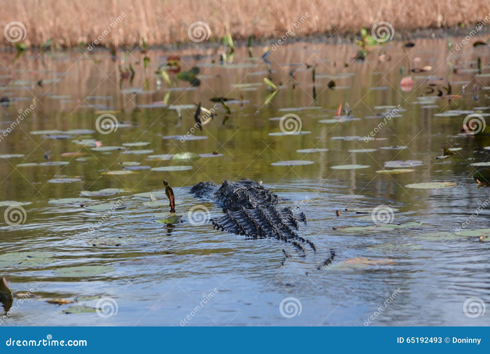 Alligator Swimming in the Water Stock Image - Image of swamp, river ...
