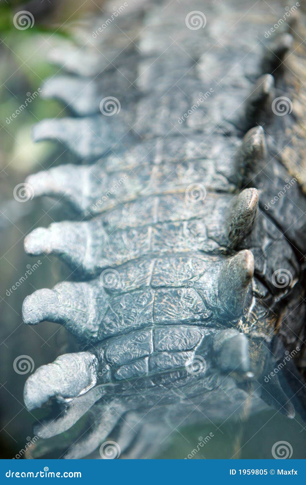 Alligator Tail Showing Tall Epidermal Scutes Scales Royalty-Free Stock ...
