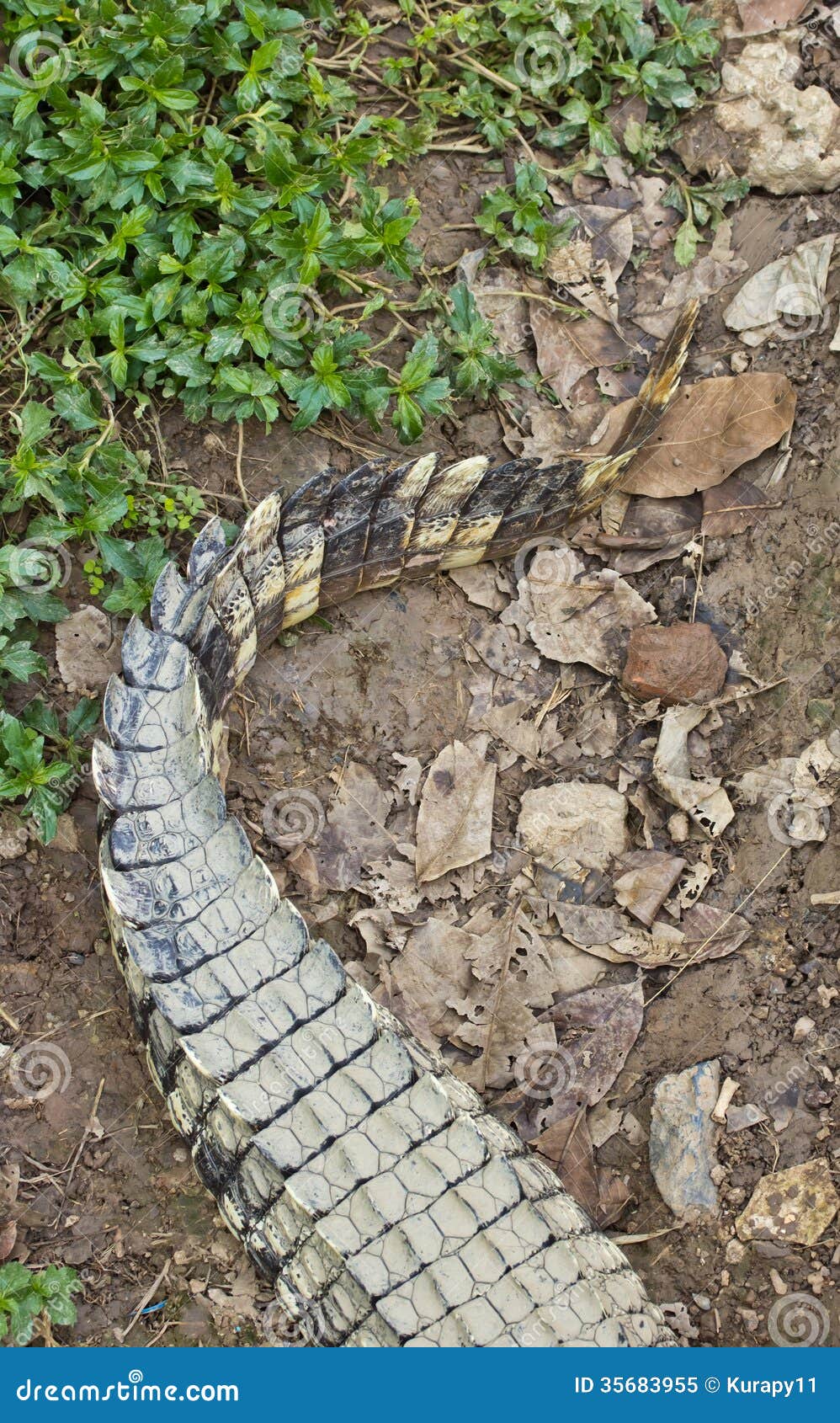 Alligator tail stock image. Image of crocodile, animal - 35683955