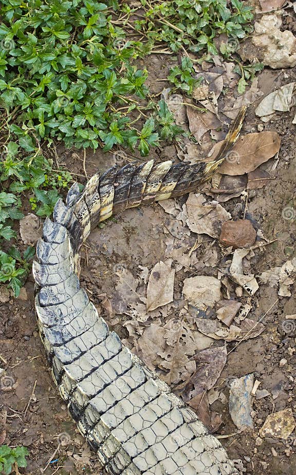 Alligator tail stock image. Image of crocodile, animal - 35683955