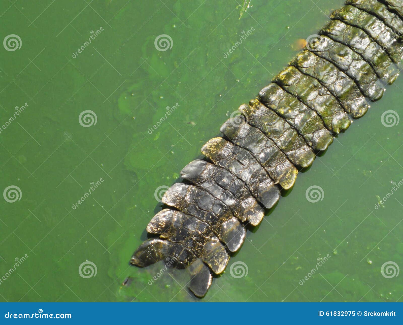 Alligator tail stock image. Image of crocodile, closeup - 61832975