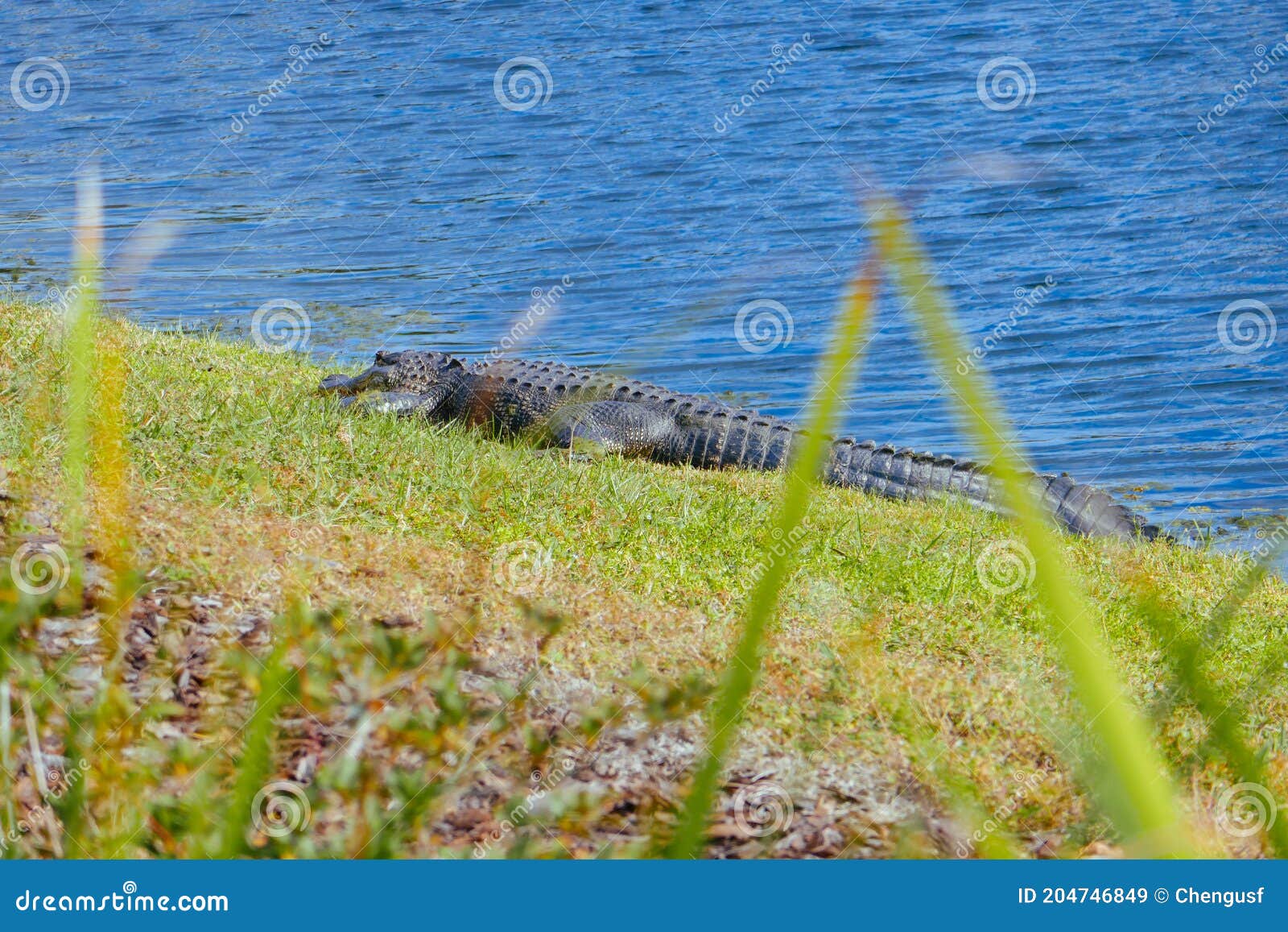Alligator is Taking Sun Bath Stock Image - Image of foot, natural ...