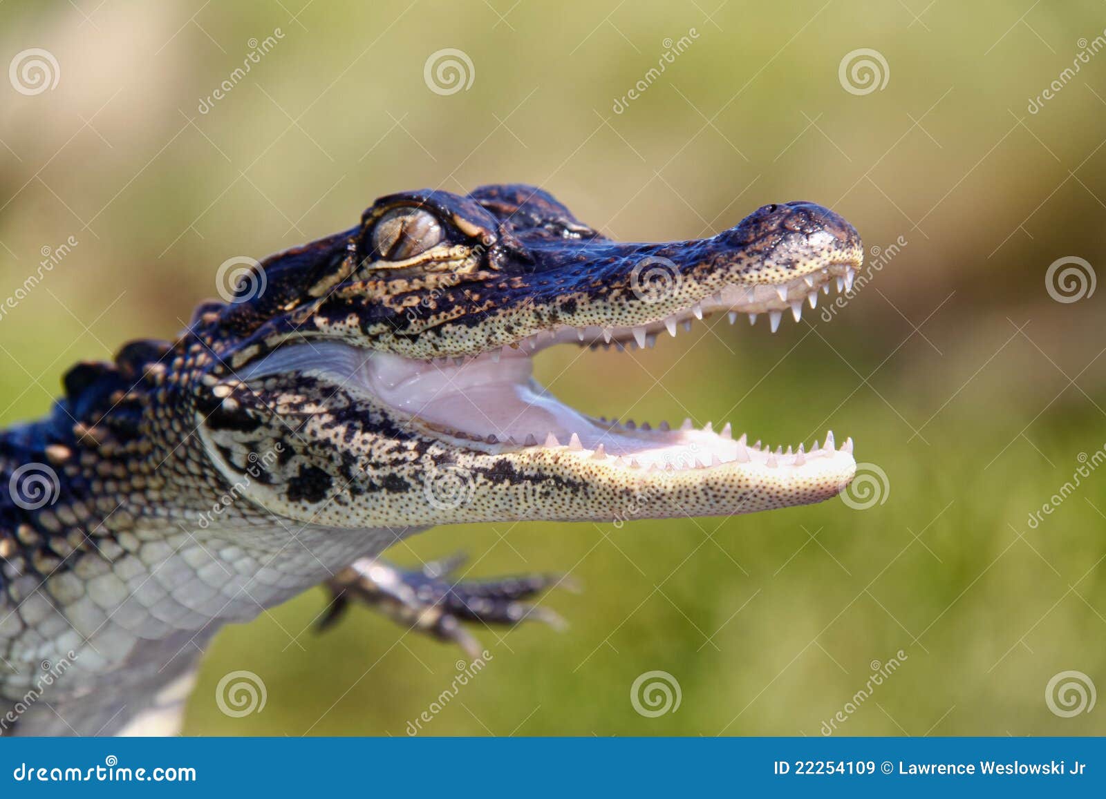 Alligator - Teeth and Claws Stock Image - Image of wild, mouth: 22254109