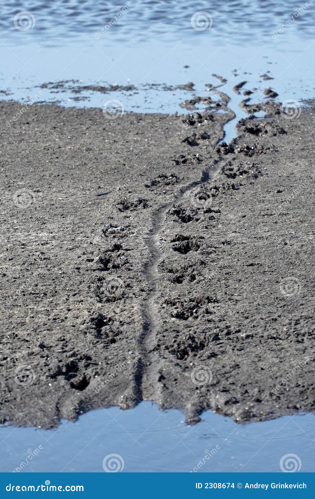 Alligator trail stock photo. Image of gone, left, preserve - 2308674