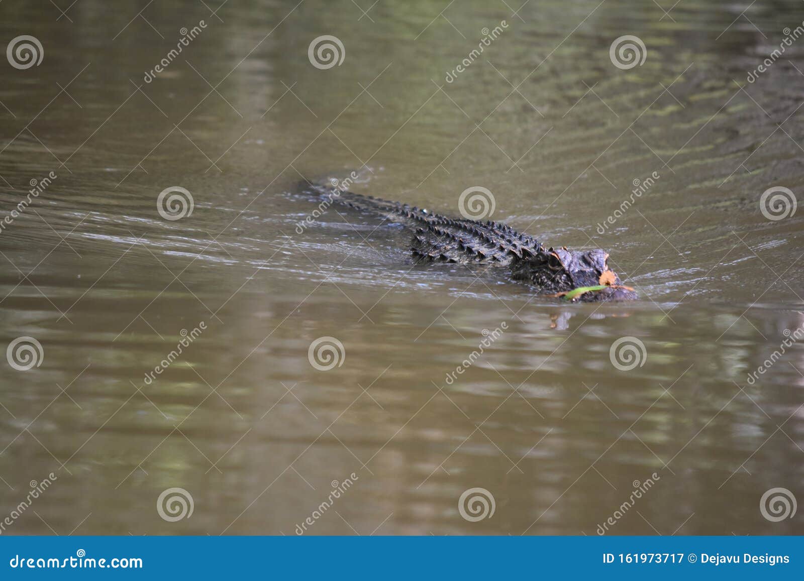 Alligator In Shallow Swamp Water Moving Along Slowly Royalty-Free Stock ...