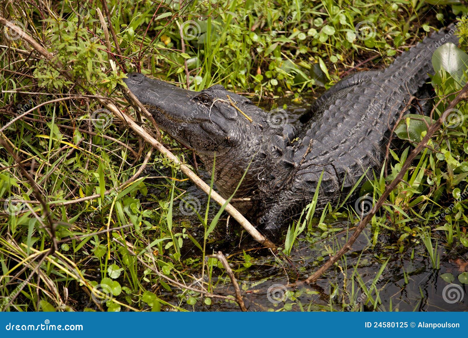 Alligator turning stock image. Image of hunting, animal - 24580125