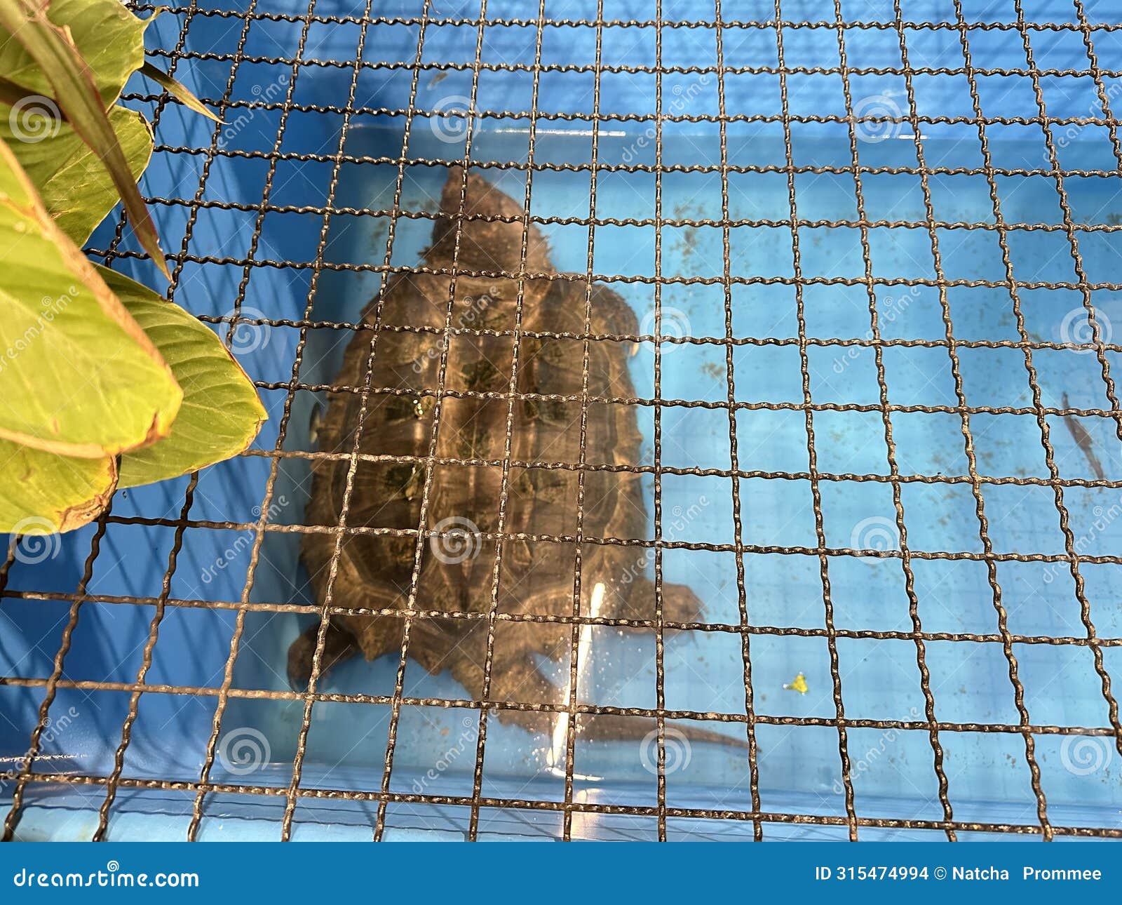 Alligator Turtle Has a Large Head Stock Photo - Image of alligator ...