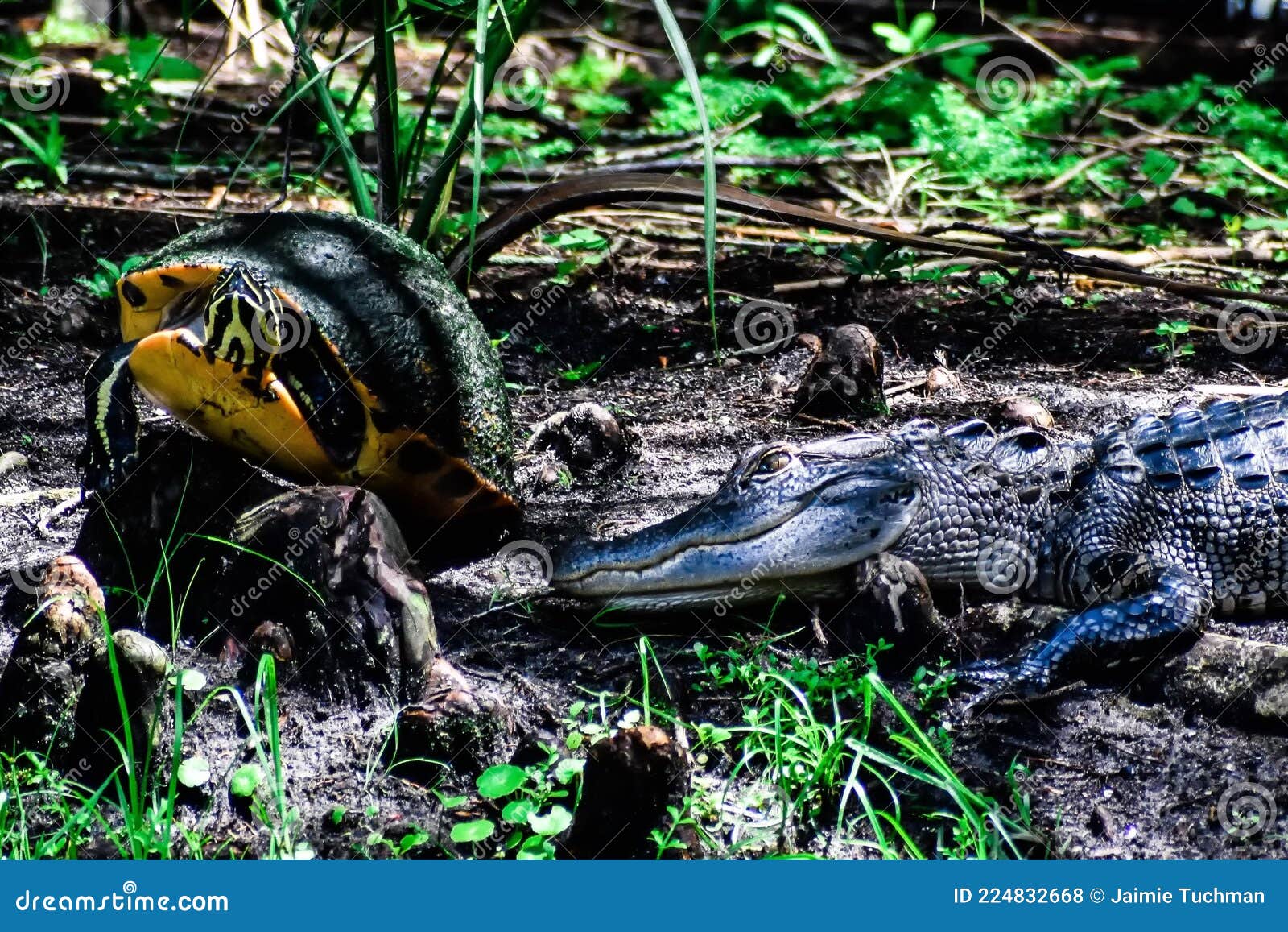 Alligator and Turtle in the Swamp Stock Photo - Image of florida ...