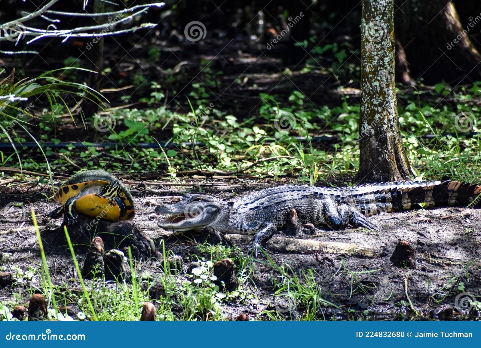 Alligator and Turtle in the Swamp Stock Photo - Image of amphibian ...