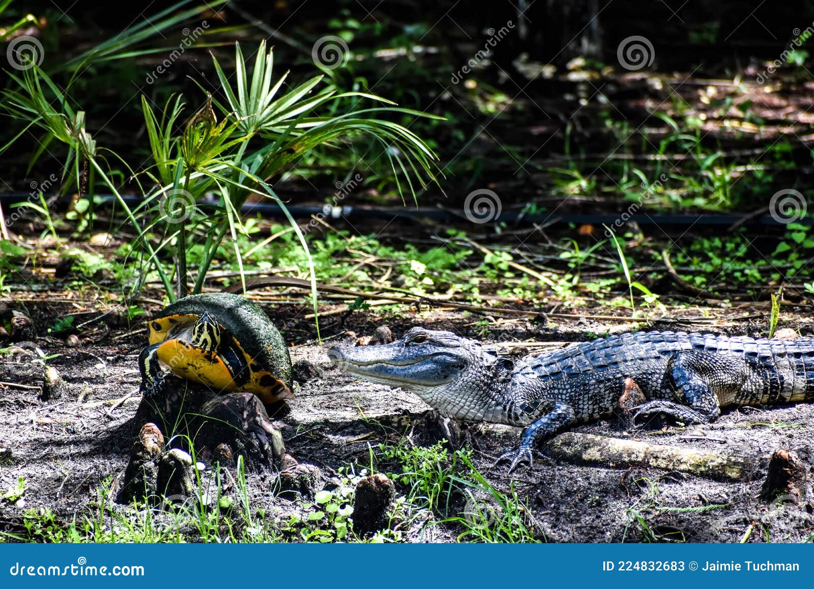 Alligator and Turtle in the Swamp Stock Image - Image of pattern ...