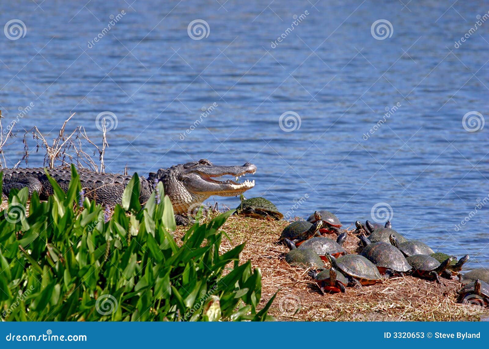 Alligator with Turtles stock image. Image of swamp, reptiles - 3320653