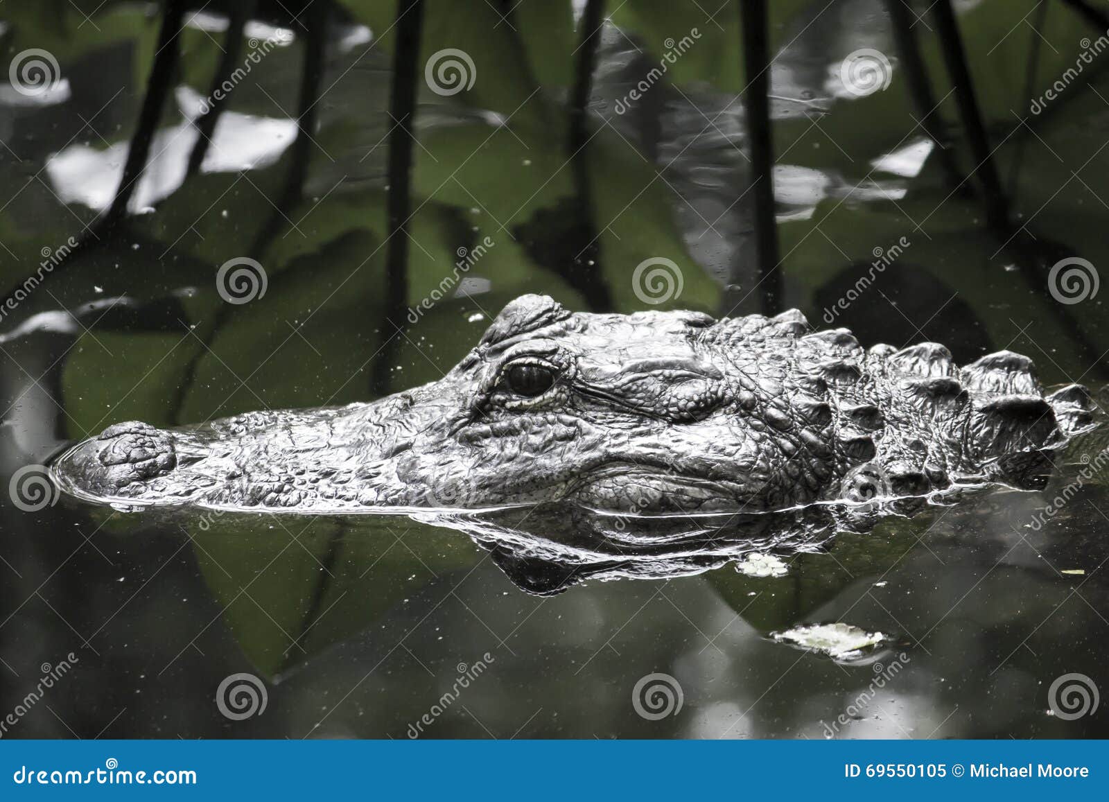 Alligator in Waiting stock image. Image of lying, waiting - 69550105