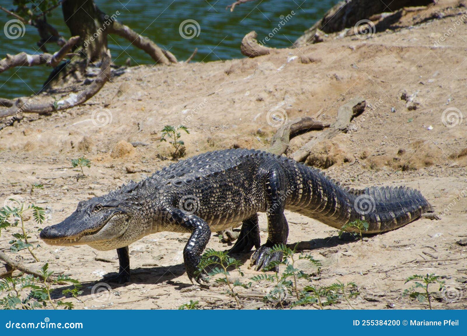 An Alligator Walking To the Water. Stock Photo - Image of feet ...