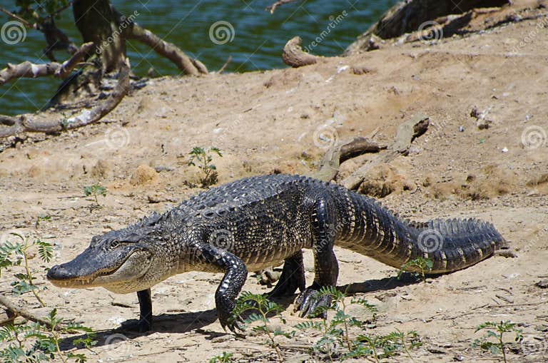 An Alligator Walking To the Water. Stock Photo - Image of feet ...