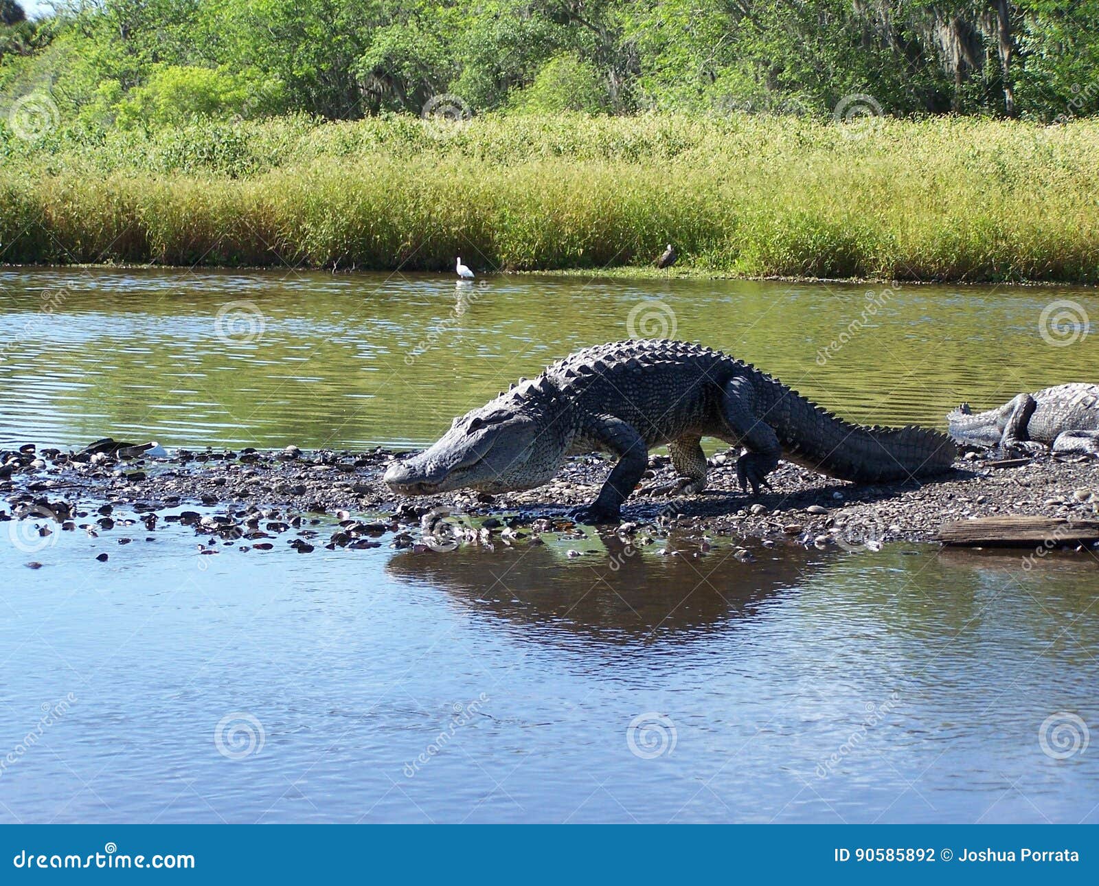 An Alligator Walks on a Beach Stock Photo - Image of walks, lazily ...