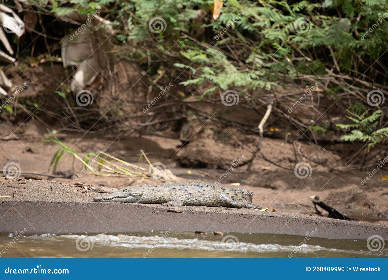 Alligator Walks Out into the Water Next To Forest Trees Stock Photo ...