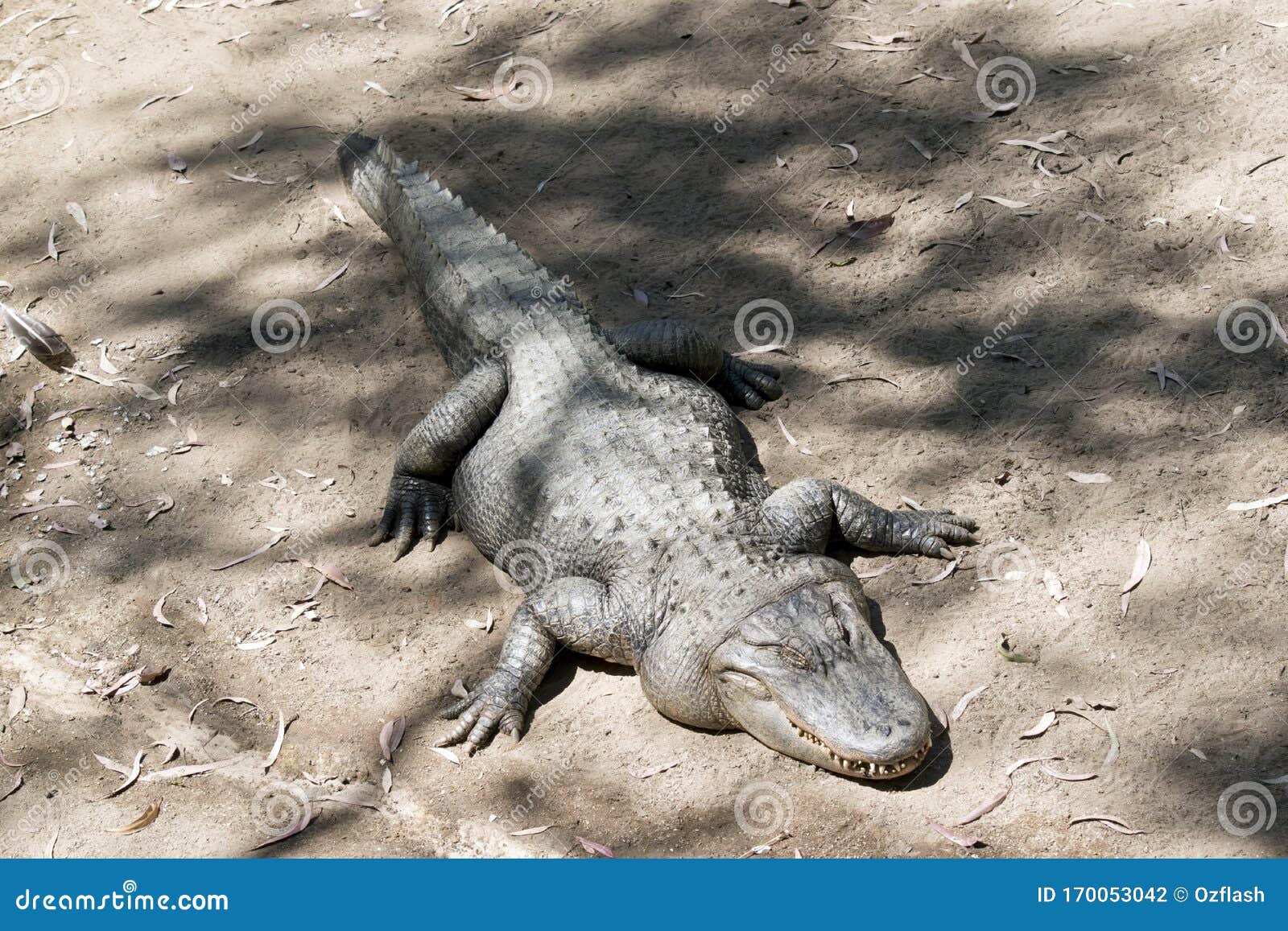 The Alligator is Warming Himself in the Sun Stock Photo - Image of ...