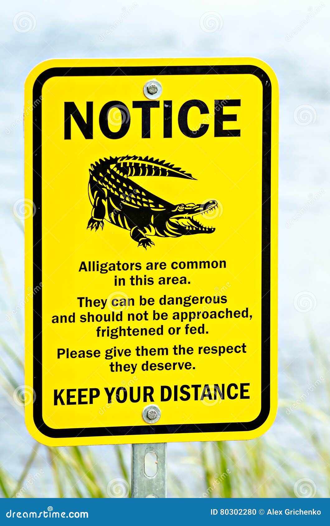 Alligator Warning Sign Notice Near Water Stock Photo - Image of outdoor ...