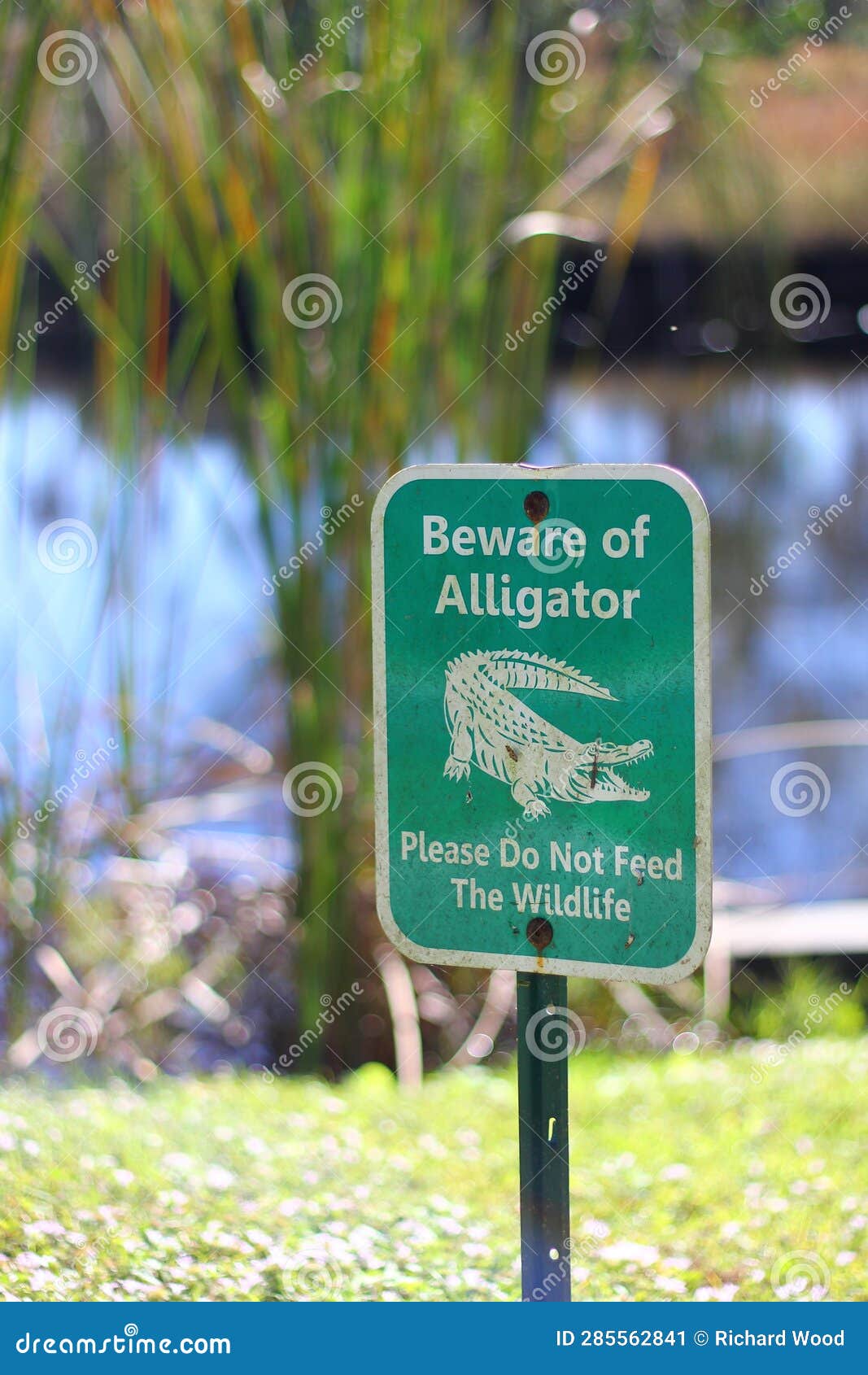 Alligator Warning Sign at a Pond in Florida Stock Image - Image of ...