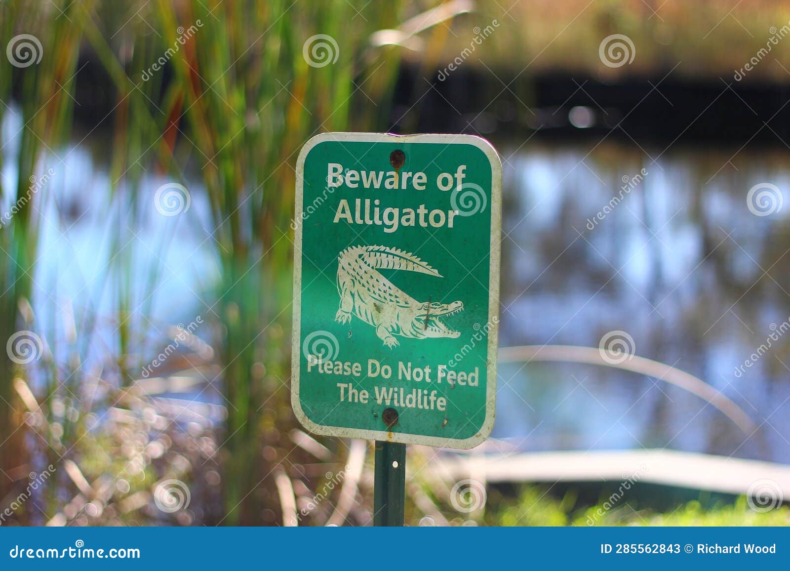 Alligator Warning Sign at a Pond in Florida Stock Image - Image of view ...