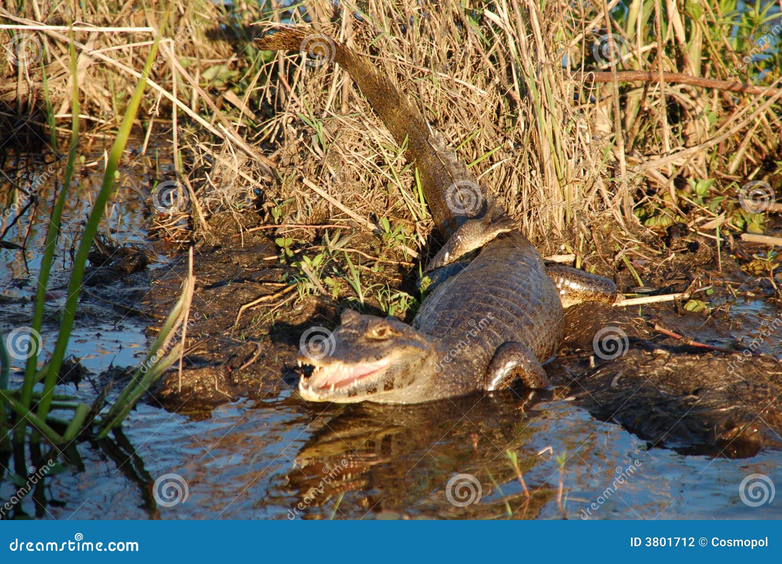 Alligator on the watch stock photo. Image of america, nature - 3801712
