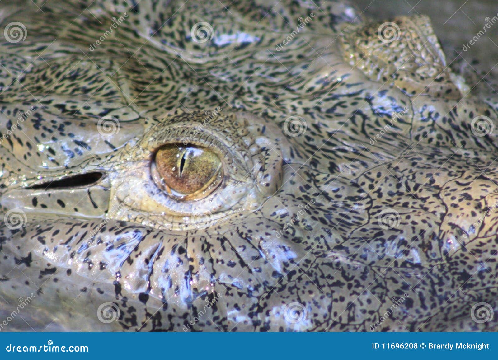 Alligator Watching stock photo. Image of south, swamp - 11696208