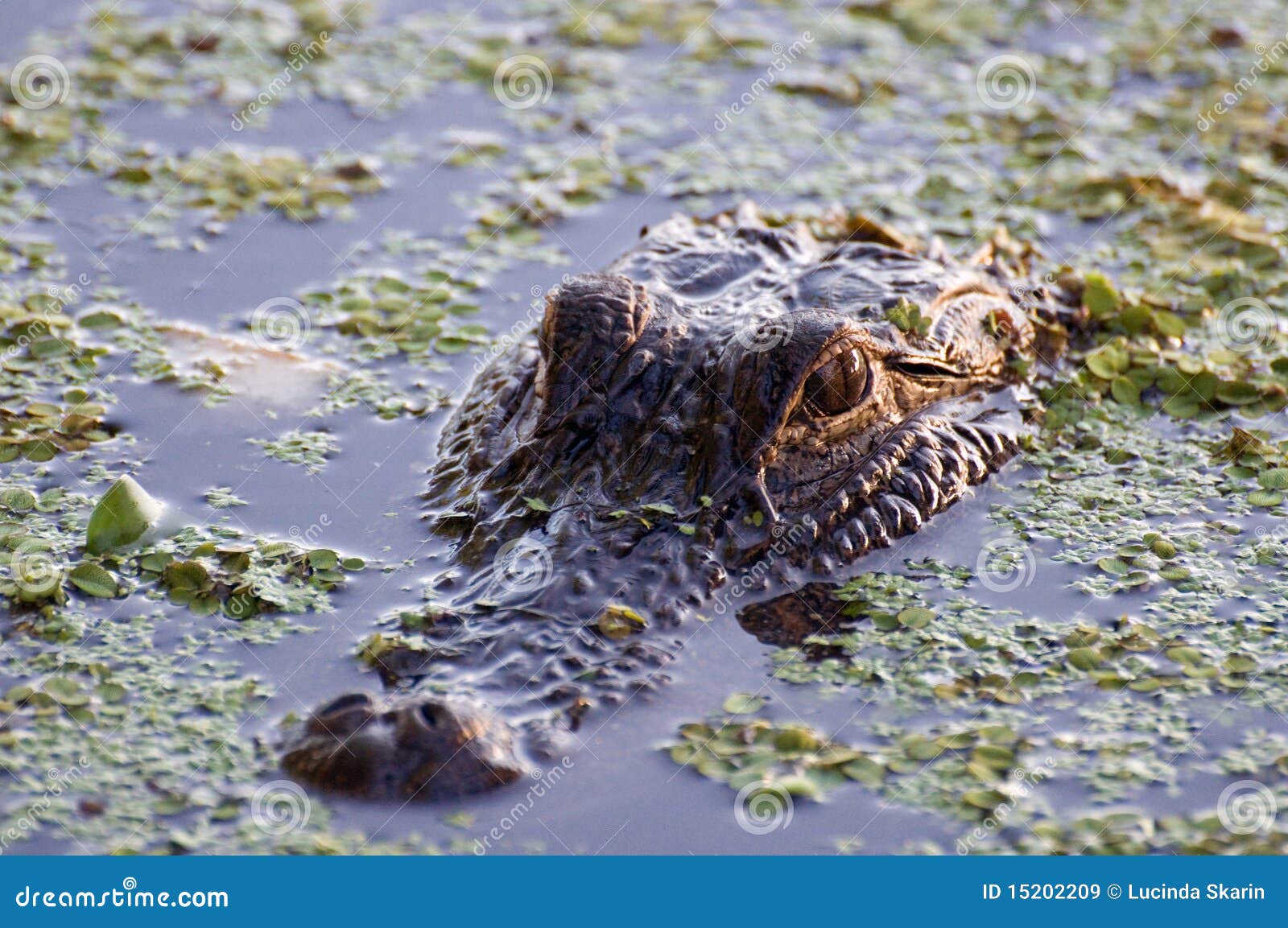 Alligator Watching stock image. Image of water, float - 15202209