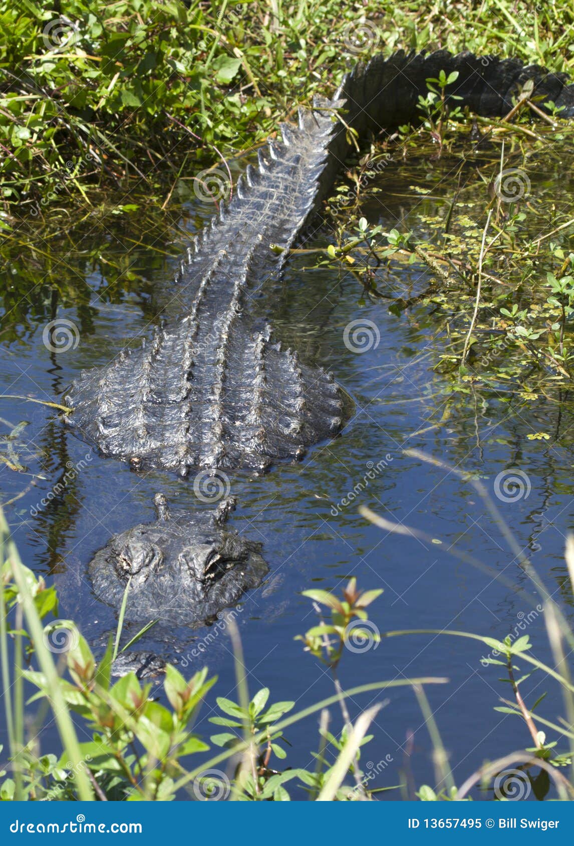 Alligator is Watching You stock image. Image of swamp - 13657495