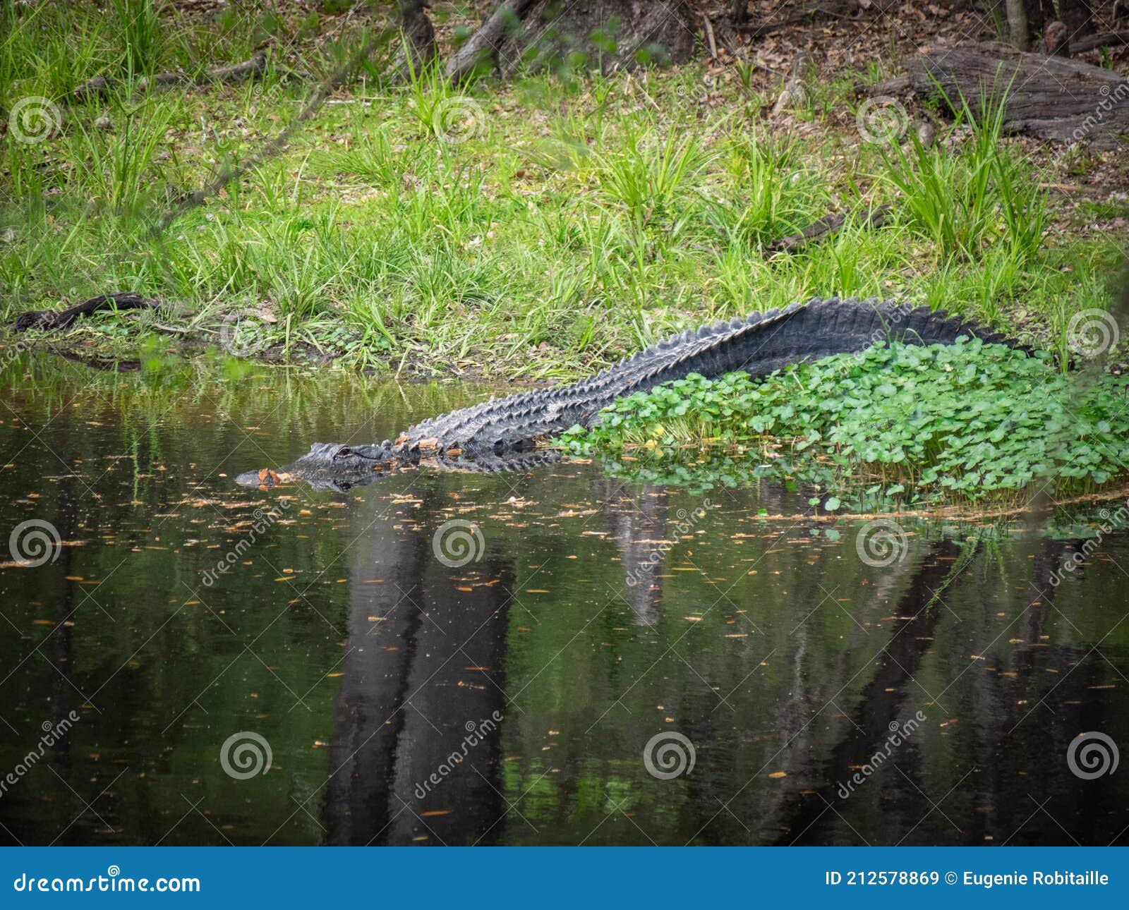 Alligator in water stock image. Image of animal, reptile - 212578869