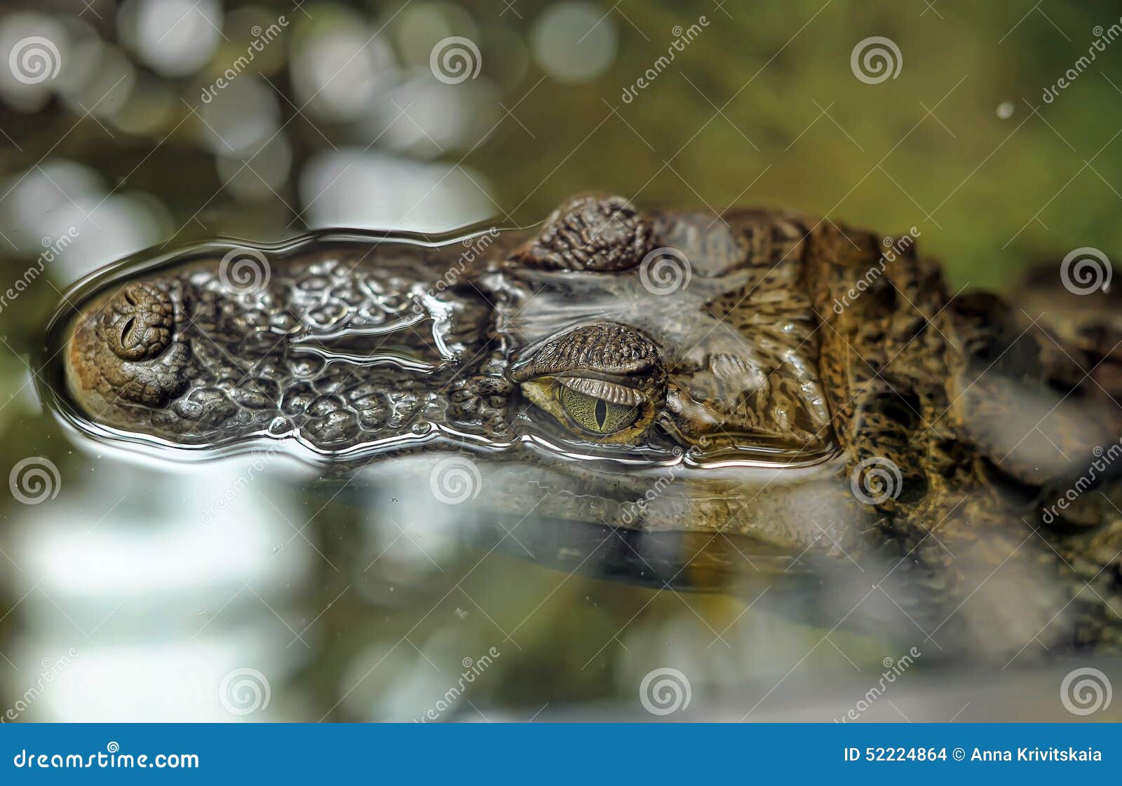 Alligator in the water stock photo. Image of outside - 52224864