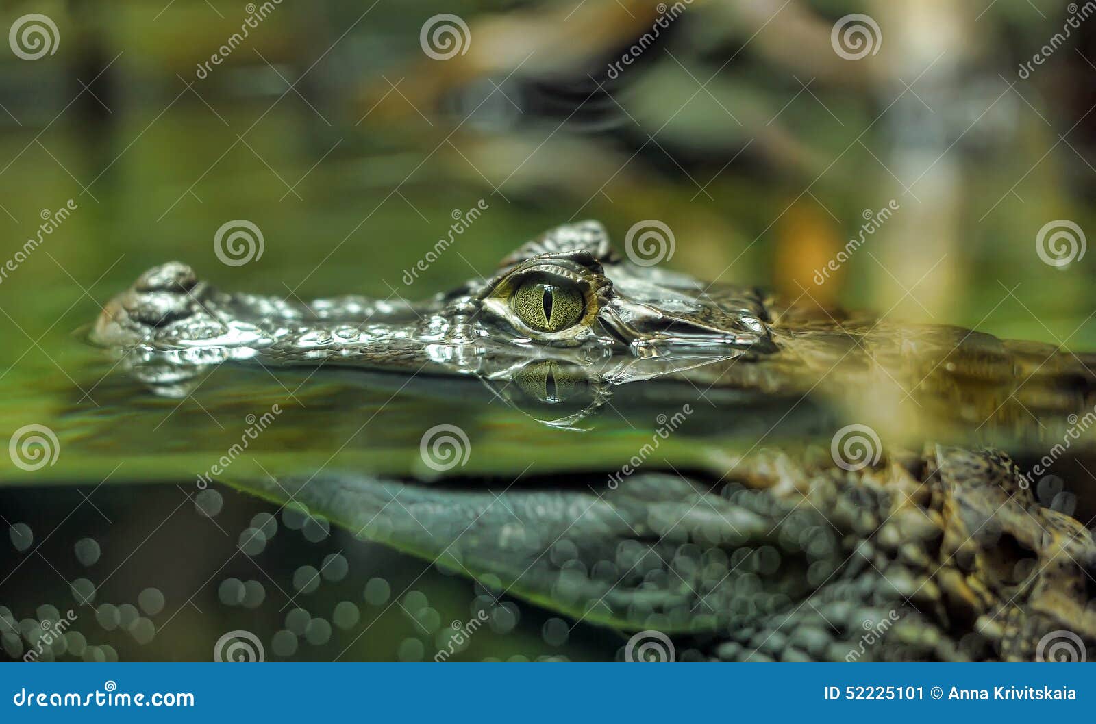 Alligator in the water stock image. Image of animal, side - 52225101
