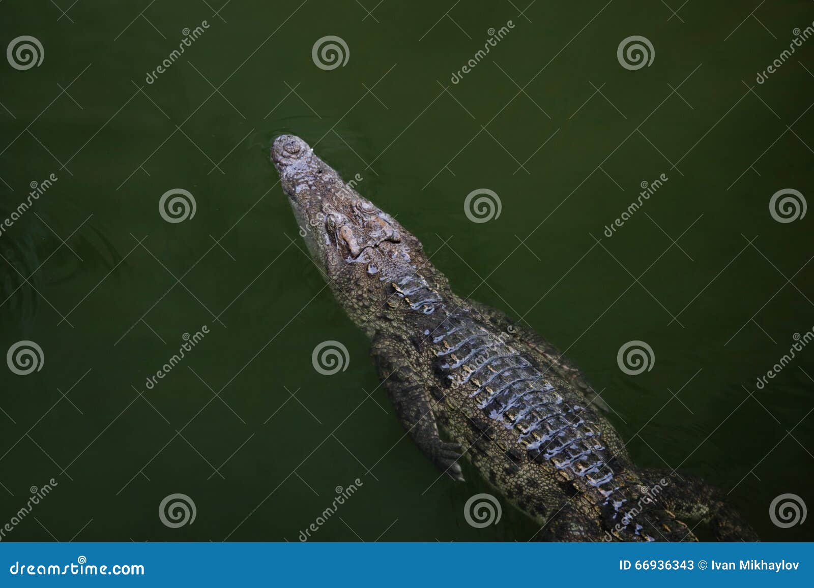 Alligator in water stock image. Image of green, wild - 66936343