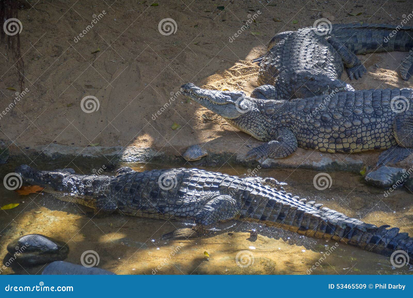 Alligator in wtaer stock image. Image of alligator, aligator - 53465509