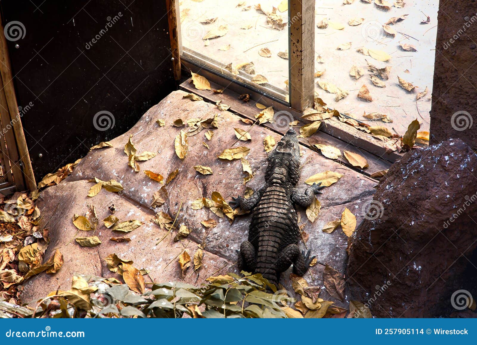 Alligator at the zoo stock photo. Image of fauna, autumn - 257905114