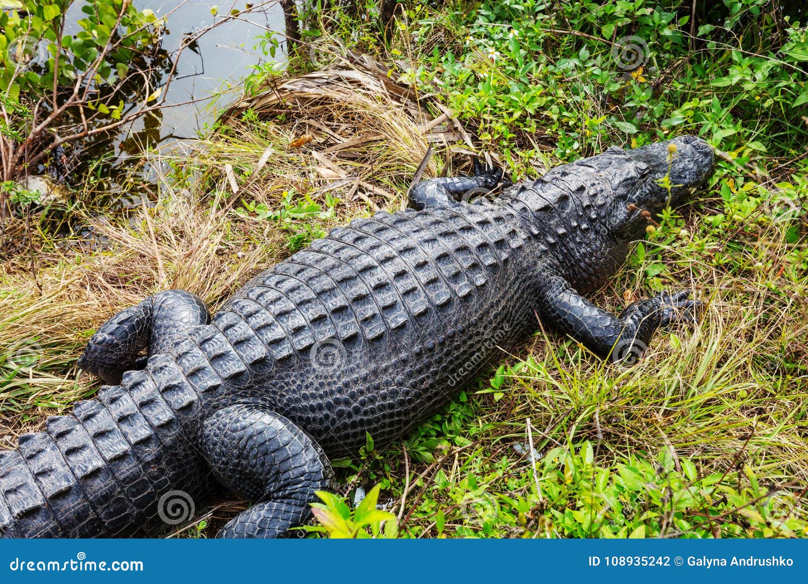 Alligatore fotografia stock. Immagine di naturalizzato - 108935242