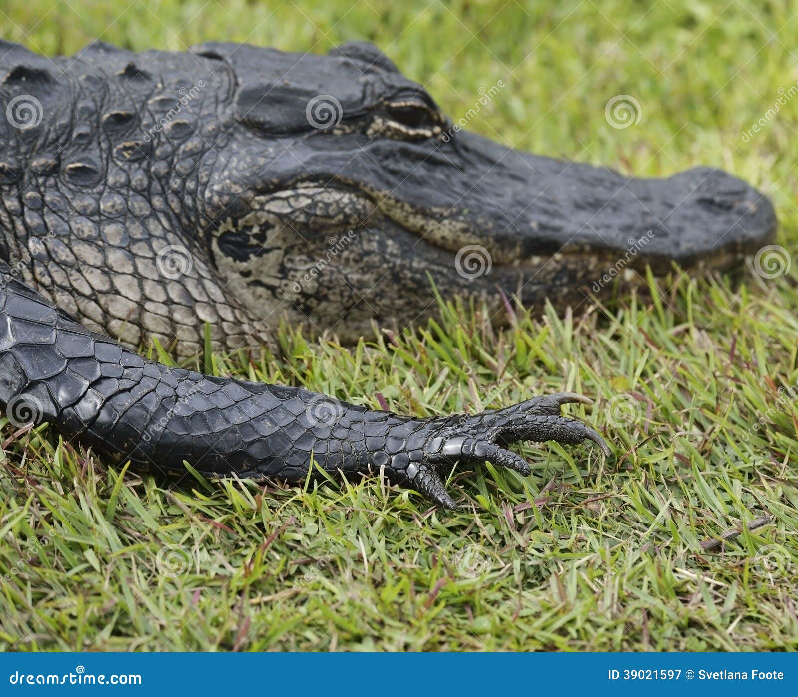 Alligatore immagine stock. Immagine di predatore, scale - 39021597