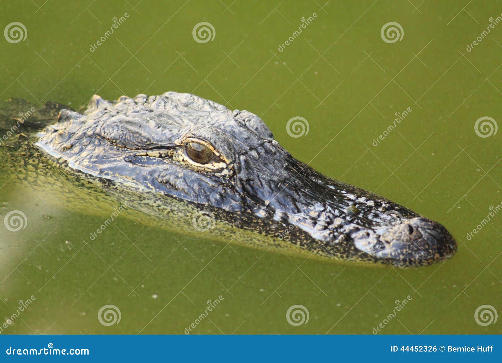 Alligatore fotografia stock. Immagine di selvaggio, verde - 44452326